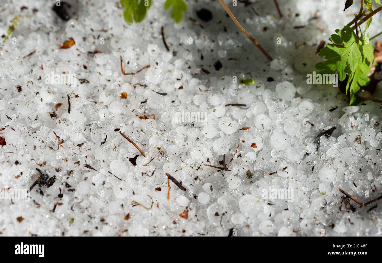 Hail on the ground after the storm. Spring hail balls after heavy ...