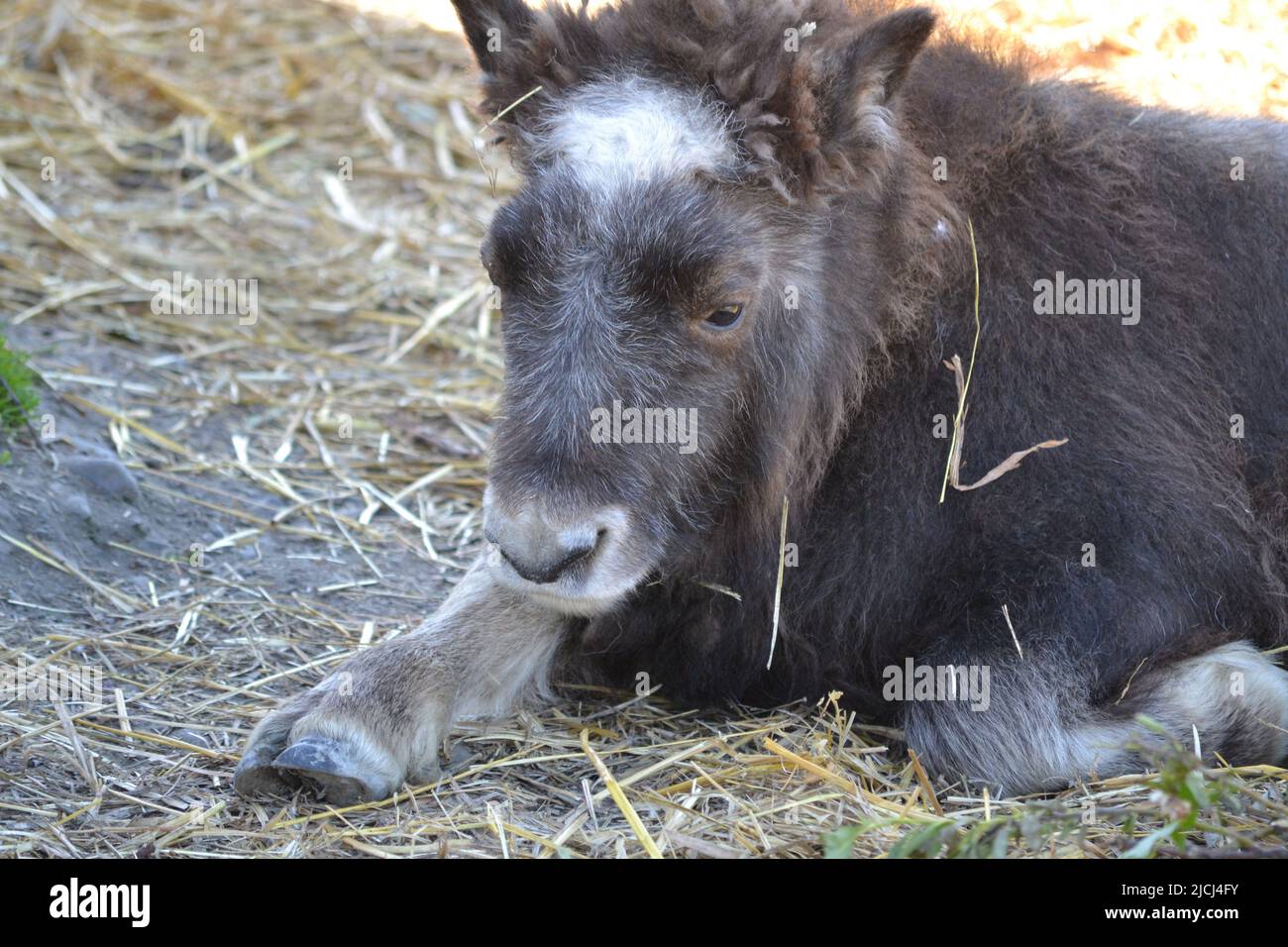 A Baby Musk Ox Basks In The Warm Sun Of Its First Alaska Summer Stock ...