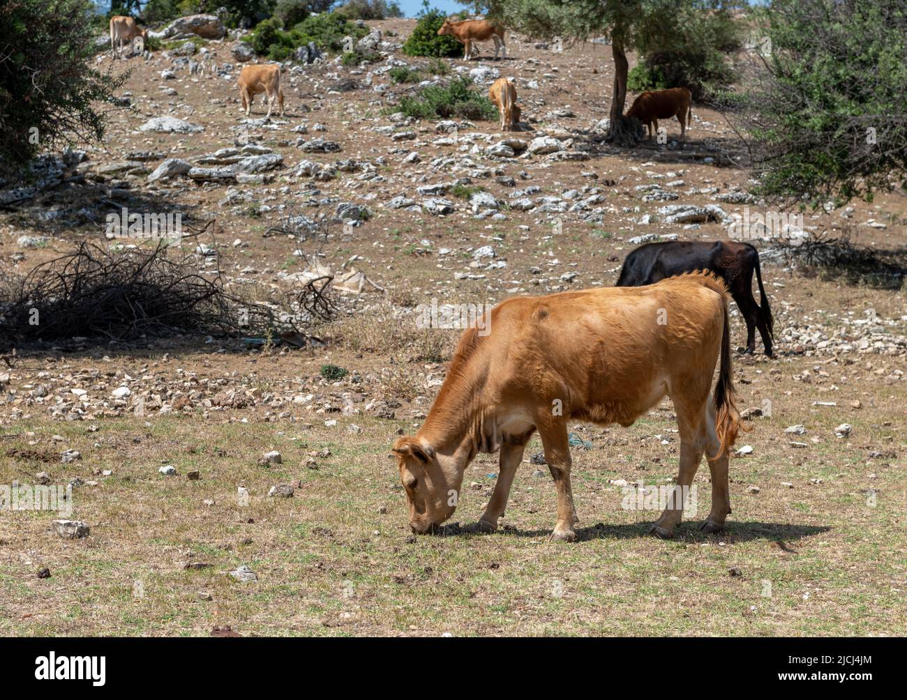 Cattle grazing and free ranging in open fields Stock Photo - Alamy
