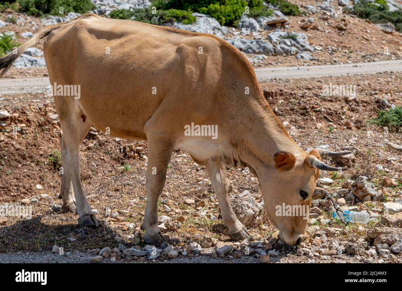 Cattle grazing and free ranging in open fields Stock Photo - Alamy