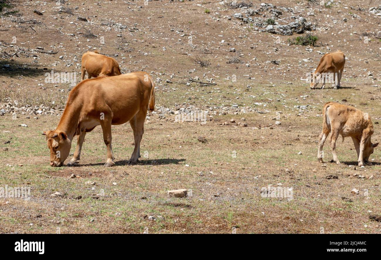 Cattle grazing and free ranging in open fields Stock Photo - Alamy