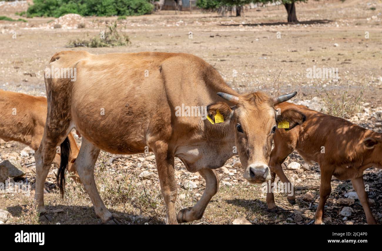 Cattle grazing and free ranging in open fields Stock Photo - Alamy