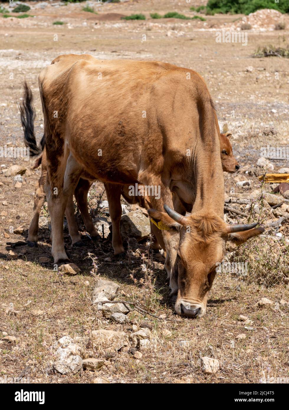 Cattle grazing and free ranging in open fields Stock Photo - Alamy