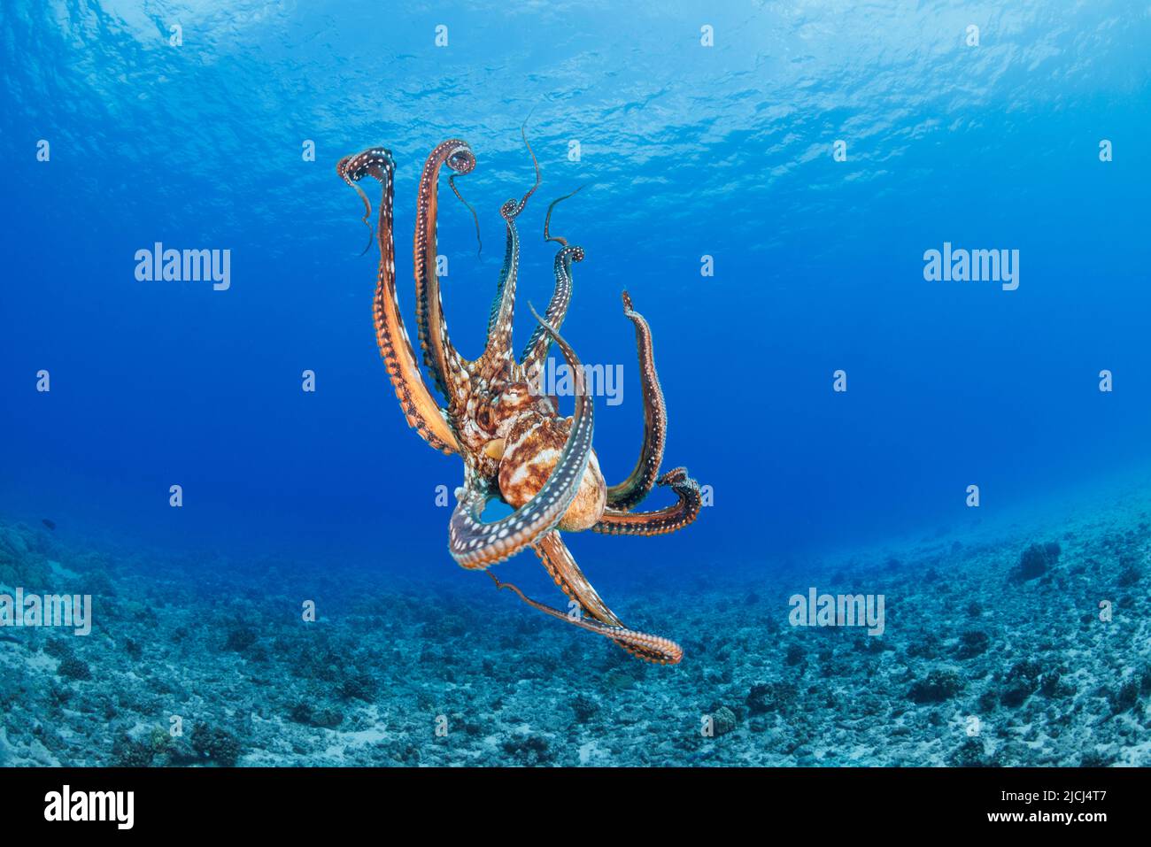 The day octopus, Octopus cyanea, is also known as the big blue octopus ...