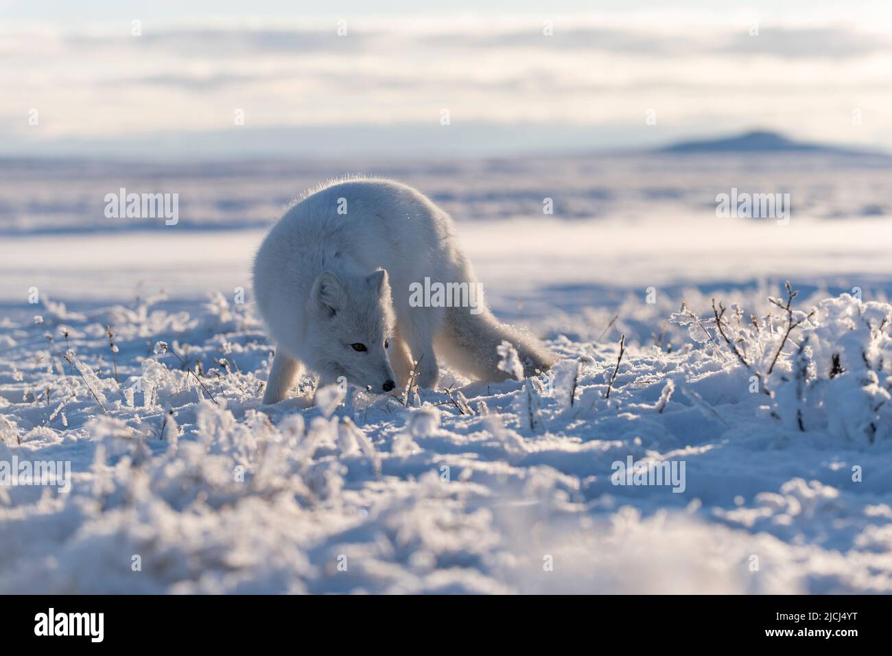 Wild arctic fox (Vulpes Lagopus) in tundra in winter time. White arctic ...