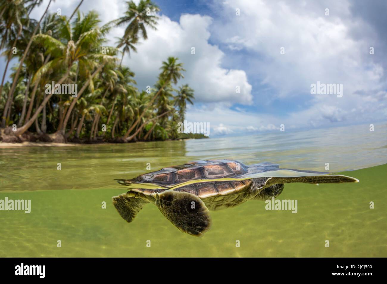 A split view of a newly hatched baby green sea turtle, Chelonia mydas ...