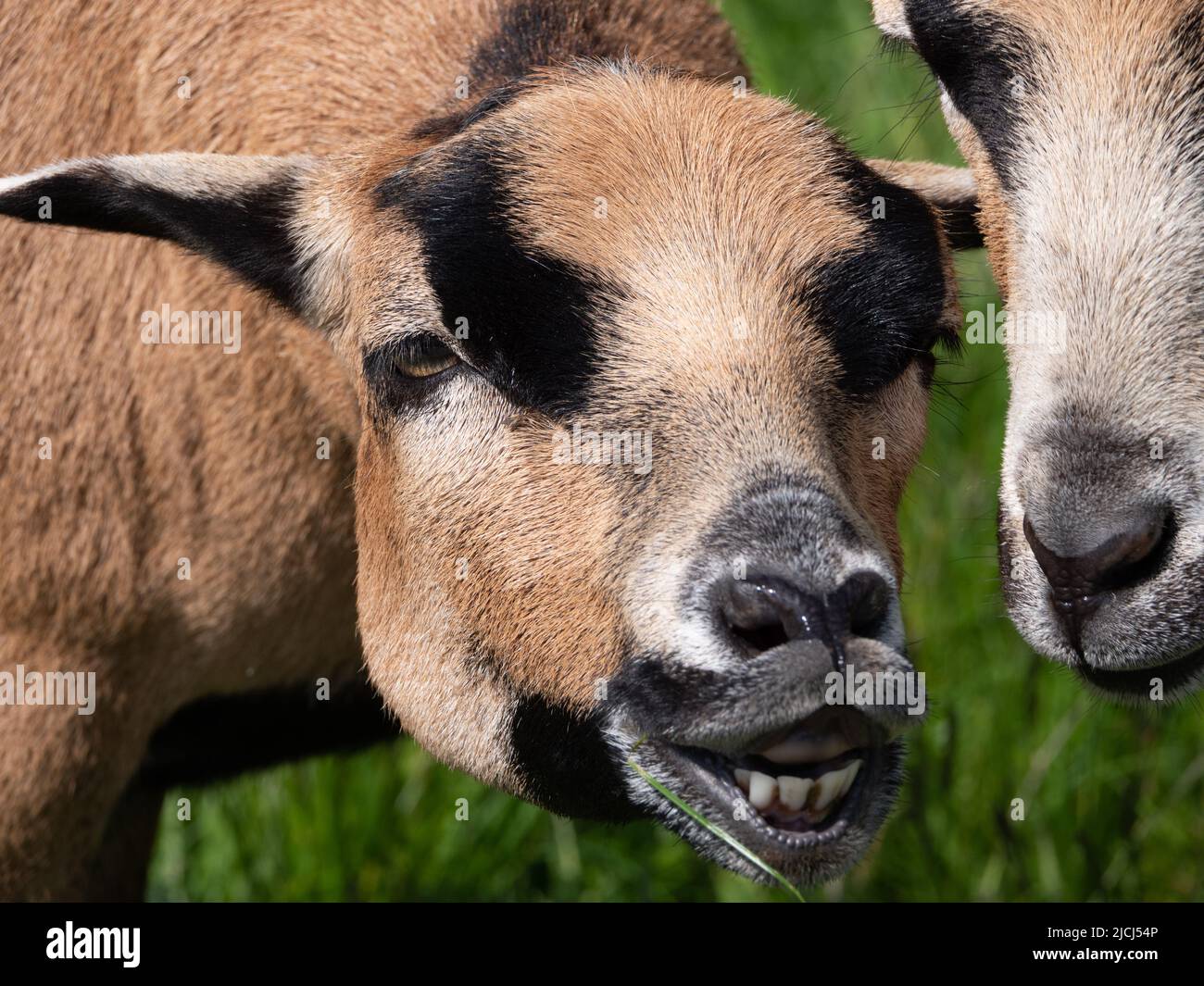 Sheep showing teeth hi-res stock photography and images - Alamy