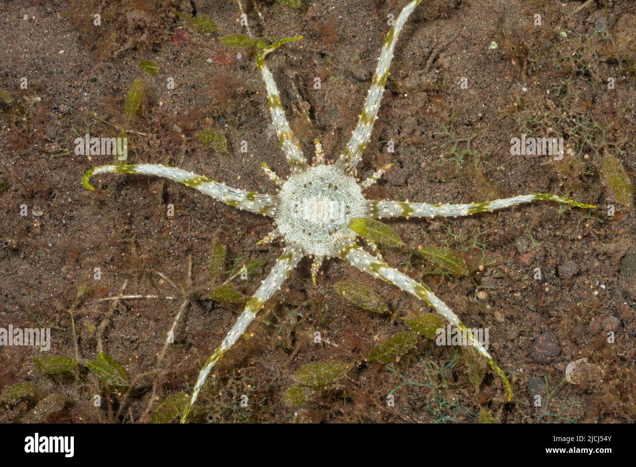 The sand Anemone, Actinostephanus haeckeli, is also known as a ...