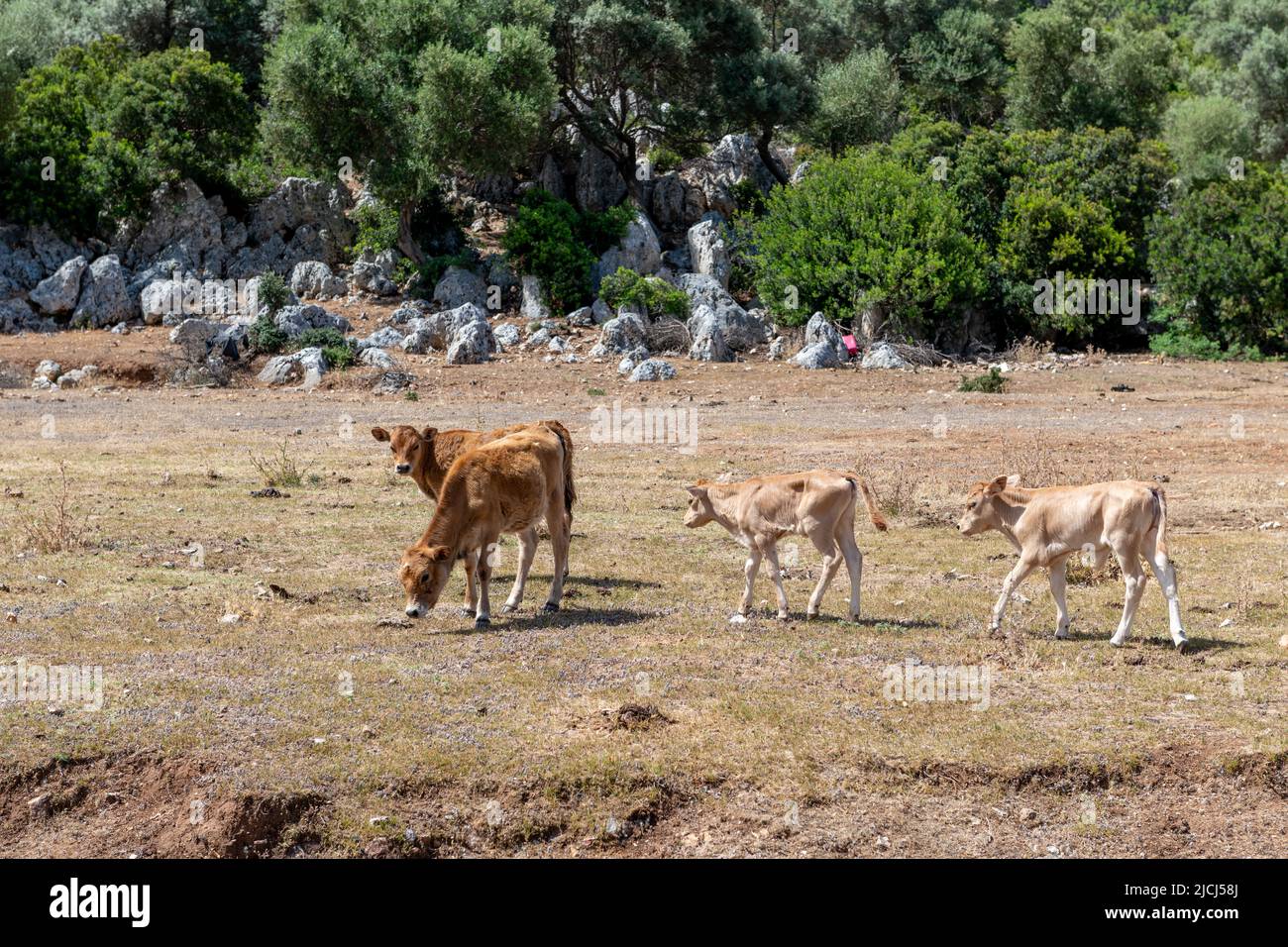 Free ranging cows hi-res stock photography and images - Alamy