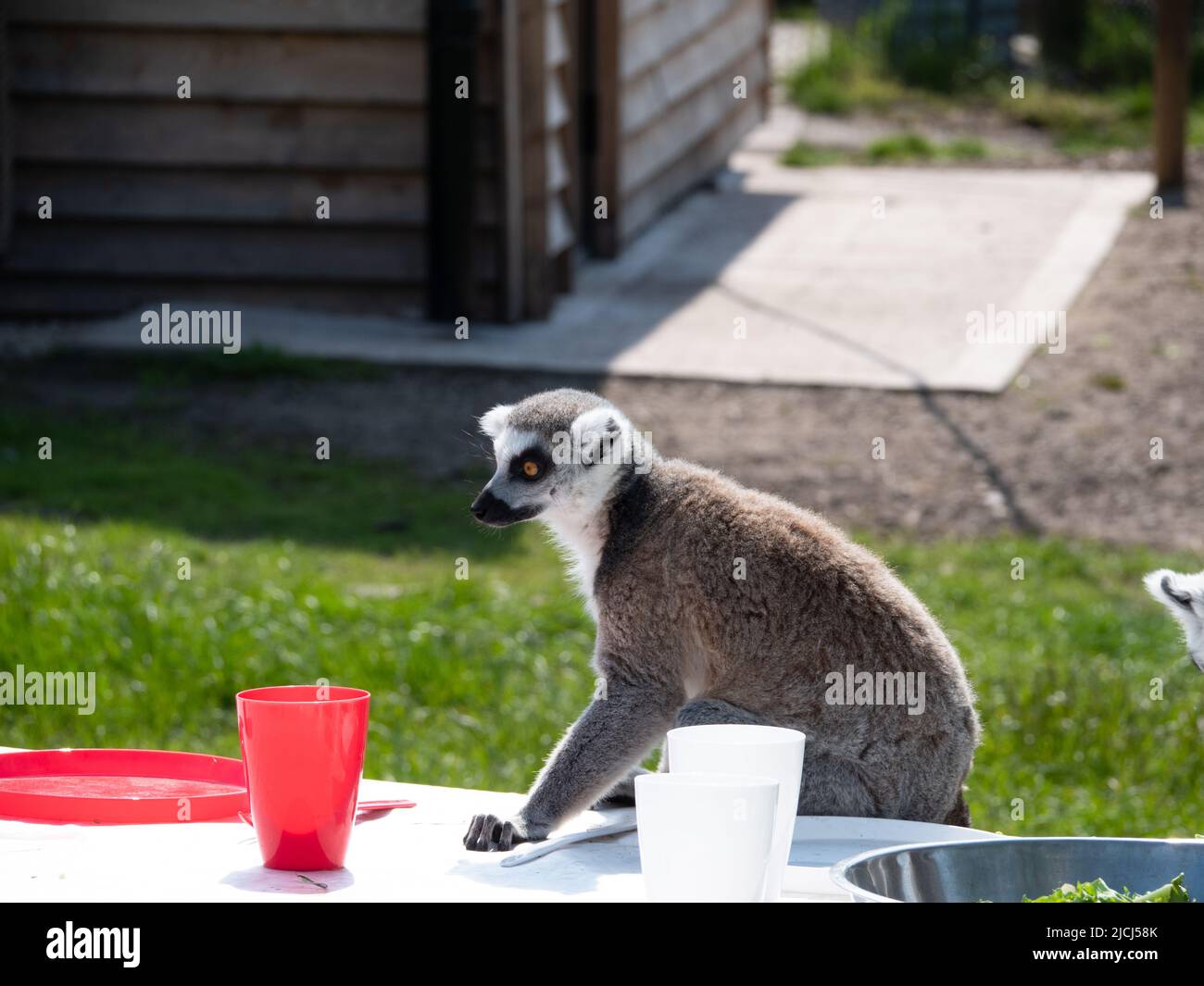 Ring Tailed Lemur Tea party Stock Photo - Alamy