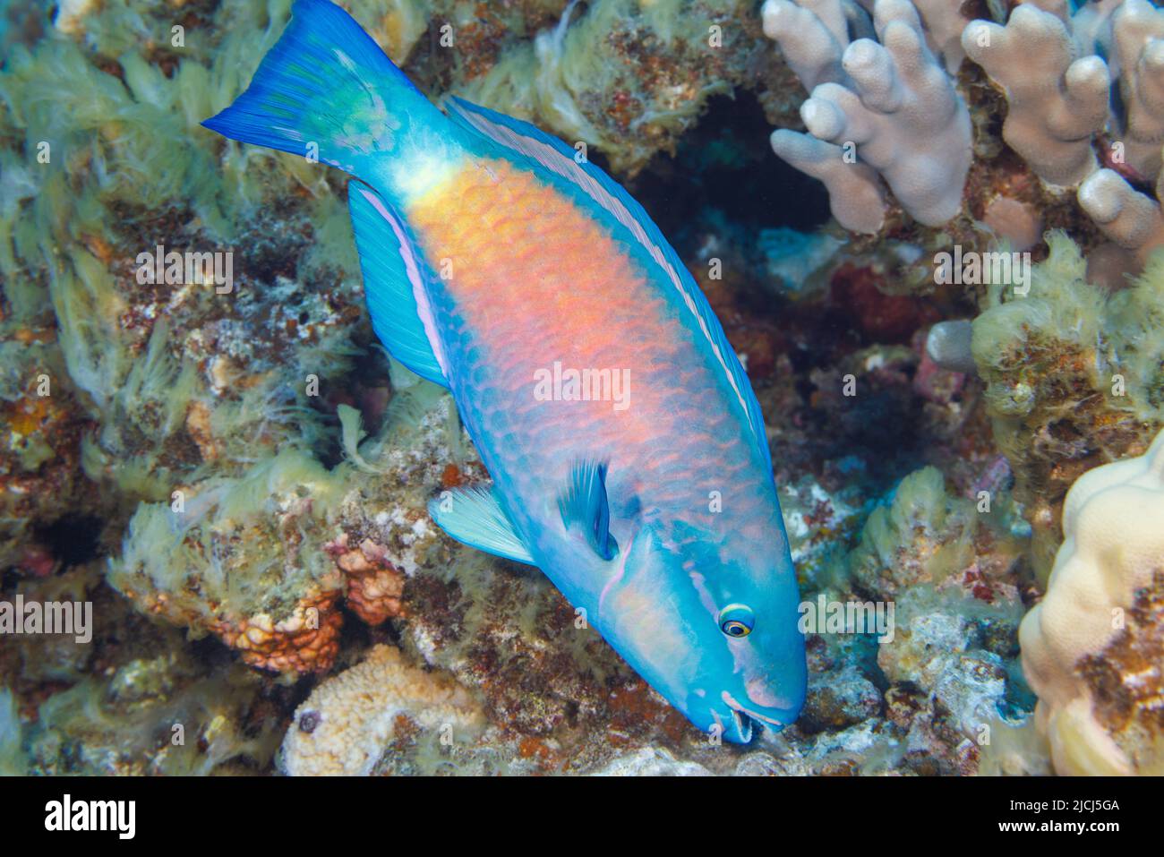 Parrotfish biting coral hi-res stock photography and images - Alamy