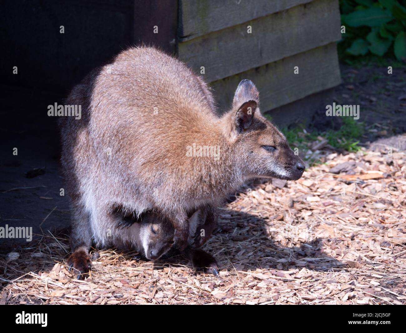 Wallaby with joey in pouch hi-res stock photography and images - Alamy