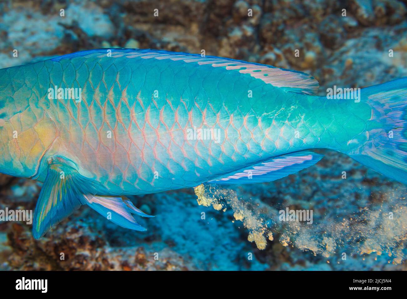 The terminal or final phase of a supermale ember parrotfish, Scarus ...