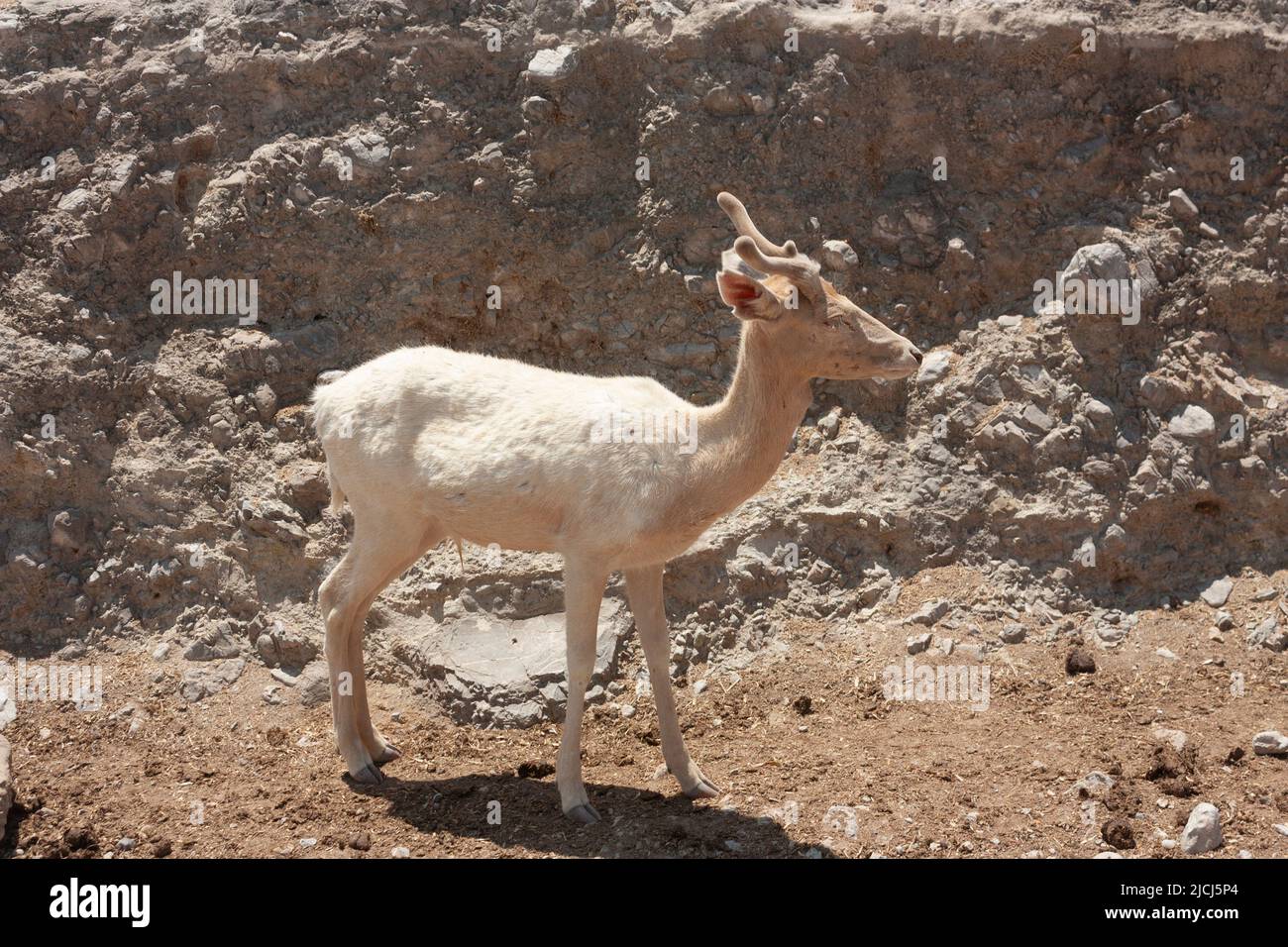 A fallow deer scientific name: Dama dama, male with small antlers ...