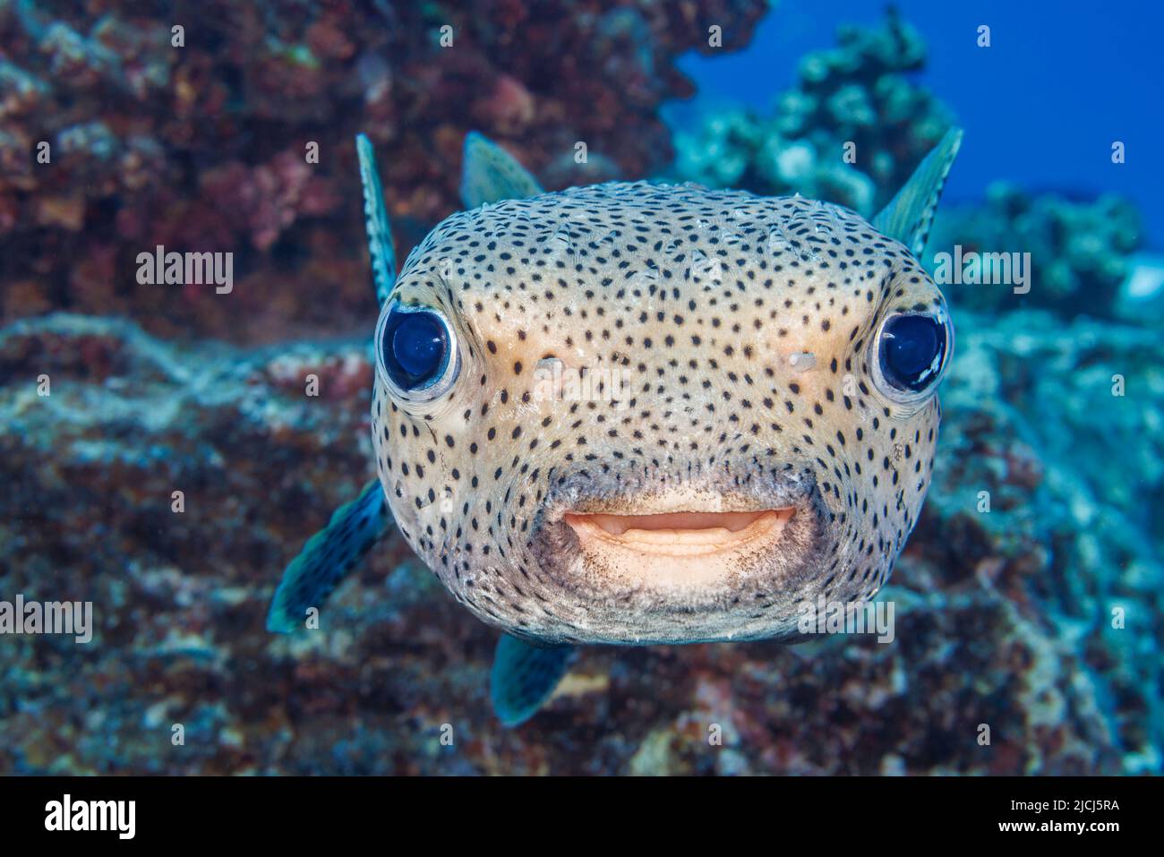 The spotted porcupinefish, Diodon hystrix, feed primarily at night on ...