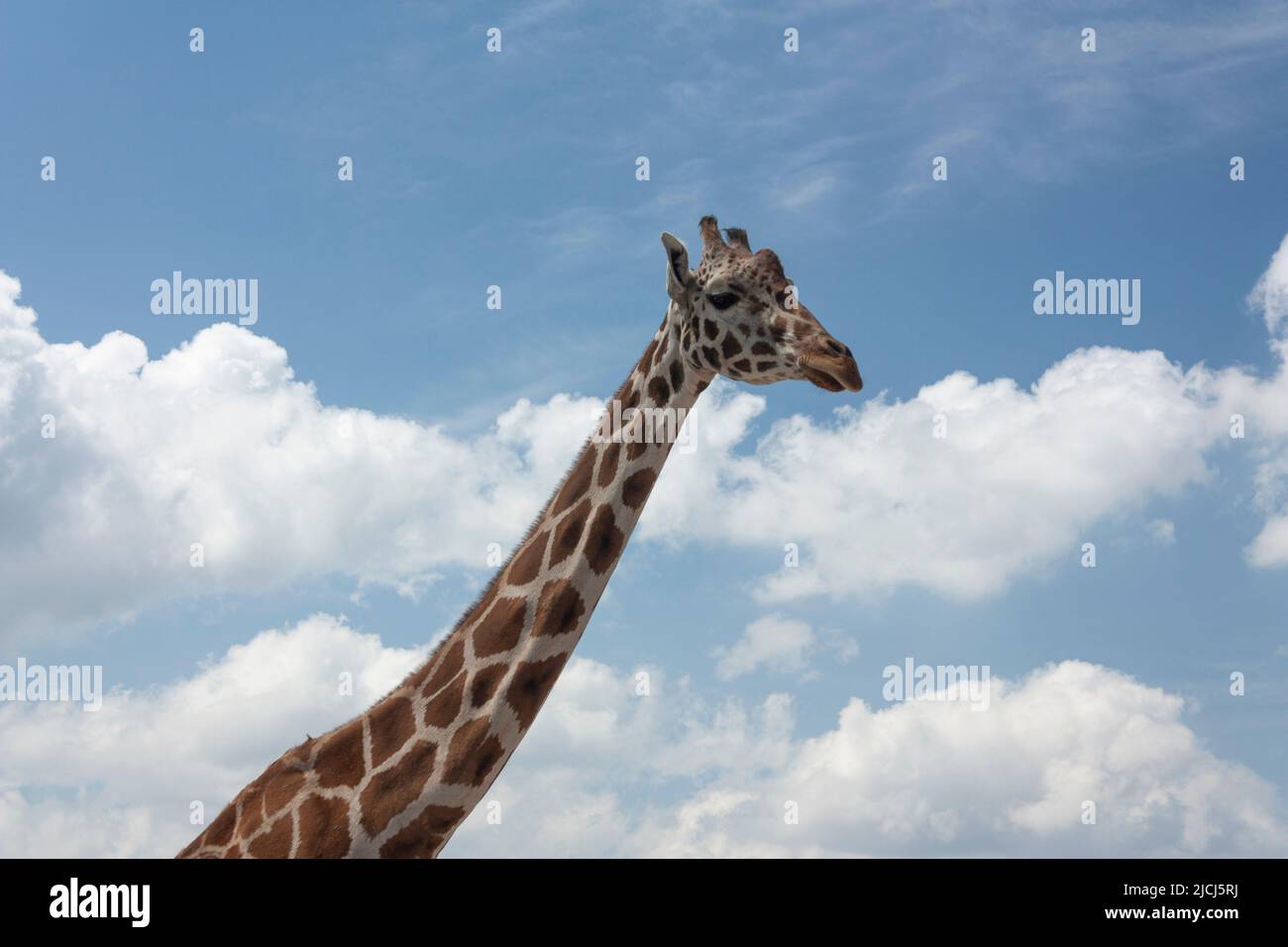 Giraffe scientific name Giraffa camelopardalis neck and face with spots ...