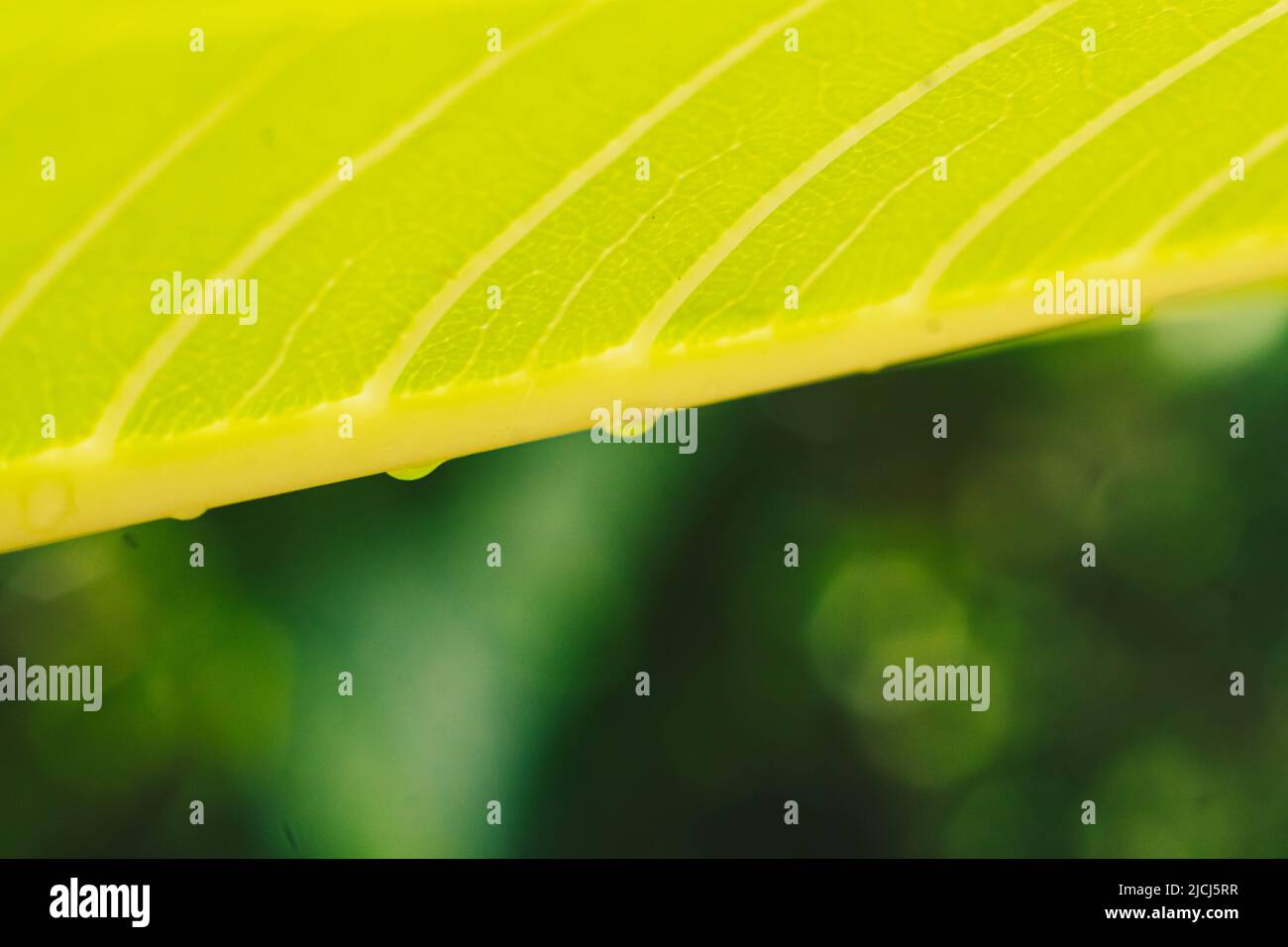 Beautiful transparent rain dew water drops on fresh leaf. Abstract ...