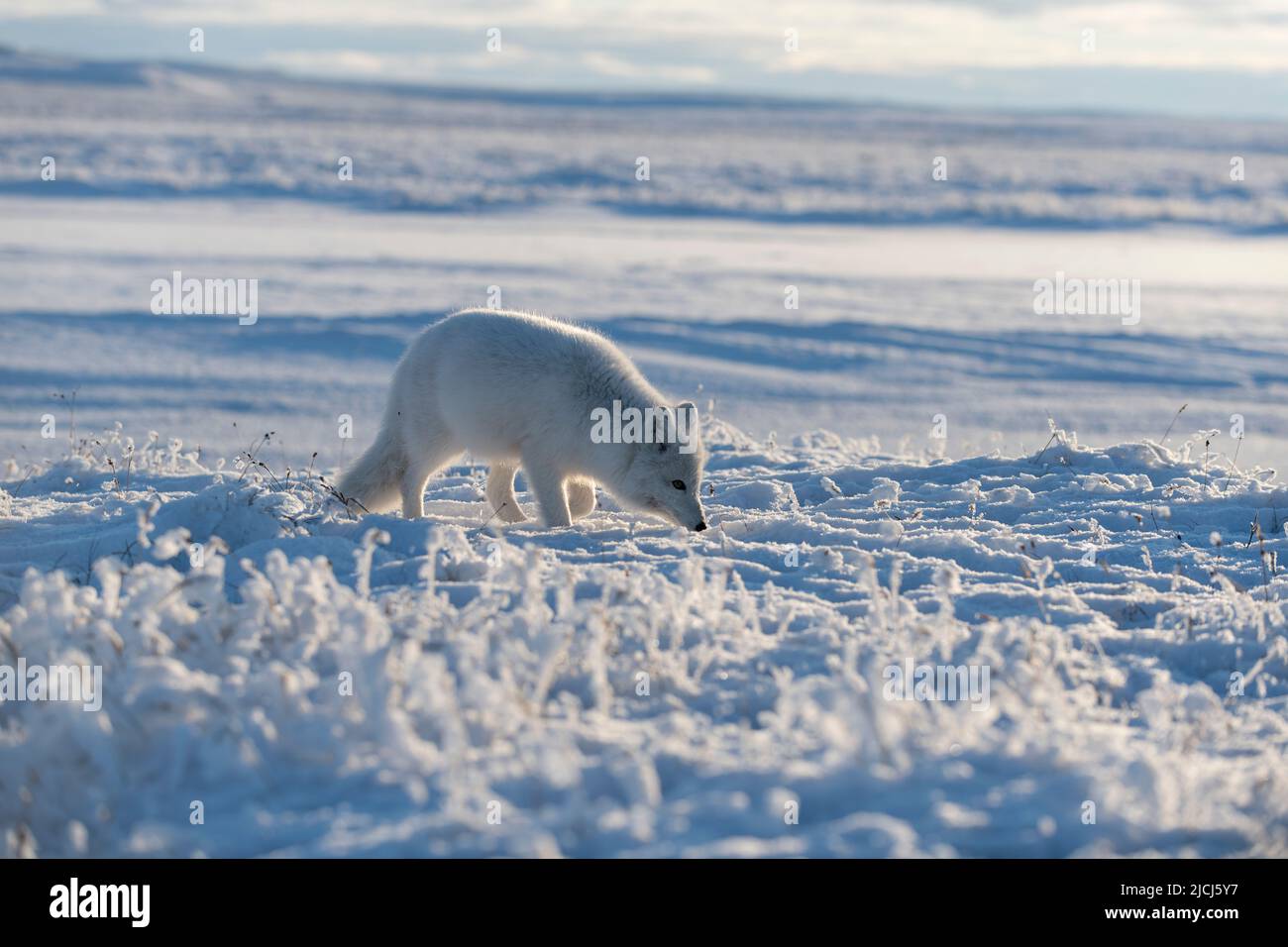 Wild arctic fox (Vulpes Lagopus) in tundra in winter time. White arctic ...