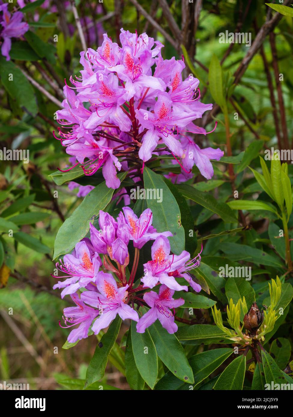Magenta flowers of the invasive evergreen UK alien shrub, Rhododendron ...