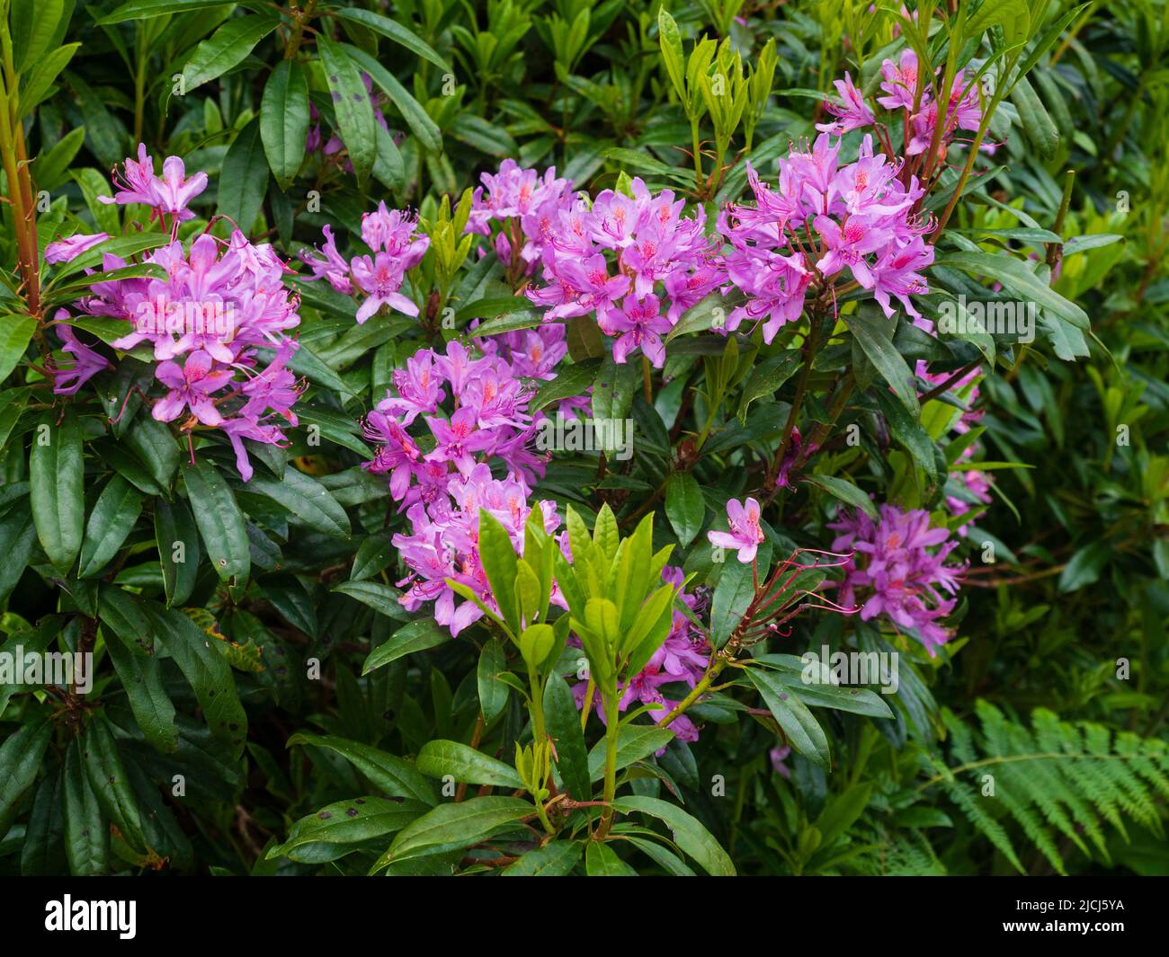 Magenta flowers of the invasive evergreen UK alien shrub, Rhododendron ...