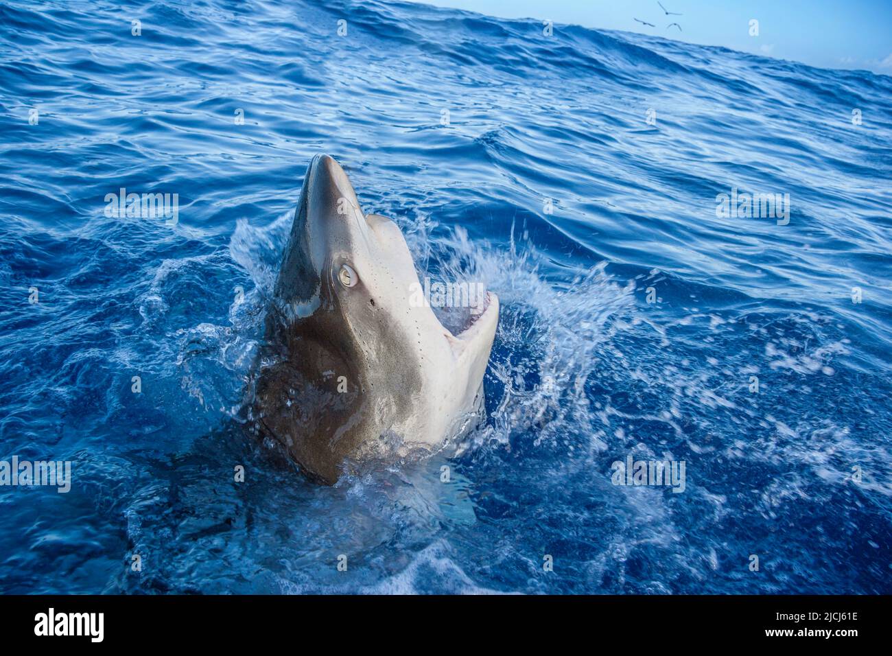 Leaping shark hi-res stock photography and images - Alamy