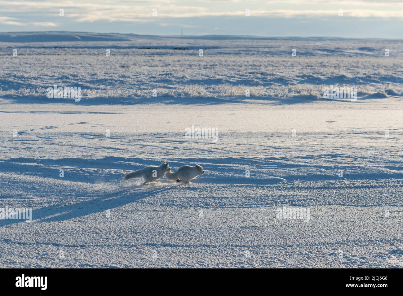 Two arctic foxes (Vulpes Lagopus) in wilde tundra. Arctic fox playing ...