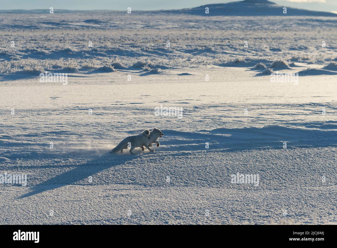 Two arctic foxes (Vulpes Lagopus) in wilde tundra. Arctic fox playing ...