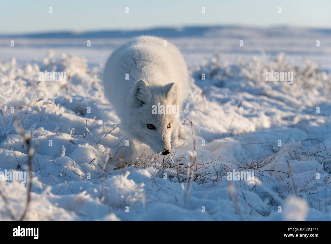 Wild arctic fox (Vulpes Lagopus) in tundra in winter time. White arctic fox Stock Photo - Alamy