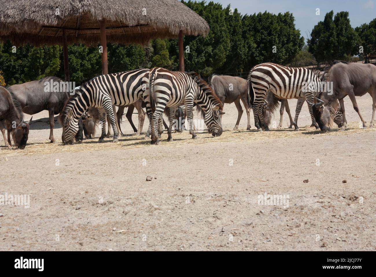 Zebra Hartmann known by scientific name: Equus zebra hartmannae ...