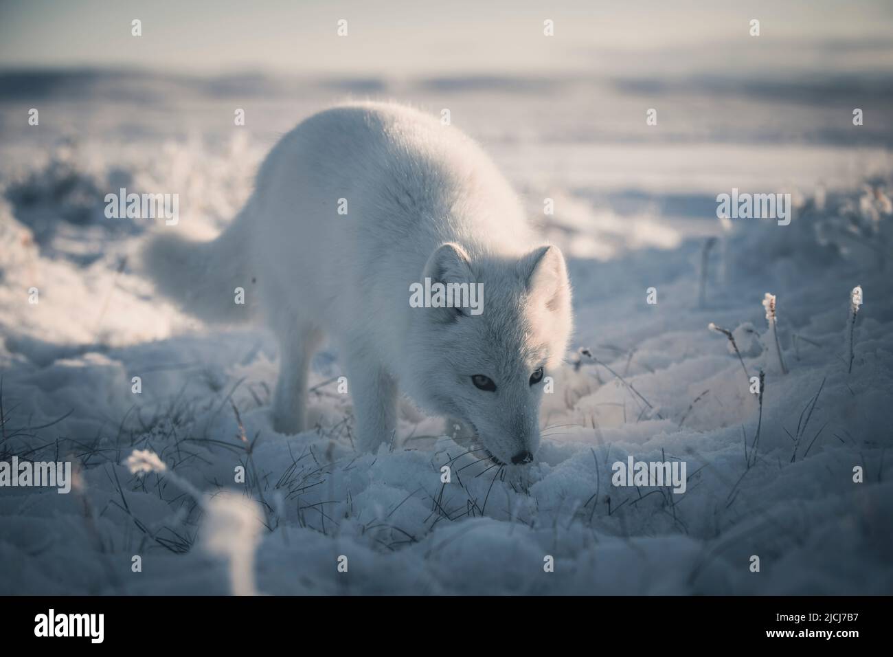 Wild arctic fox (Vulpes Lagopus) in tundra in winter time. White arctic fox Stock Photo - Alamy