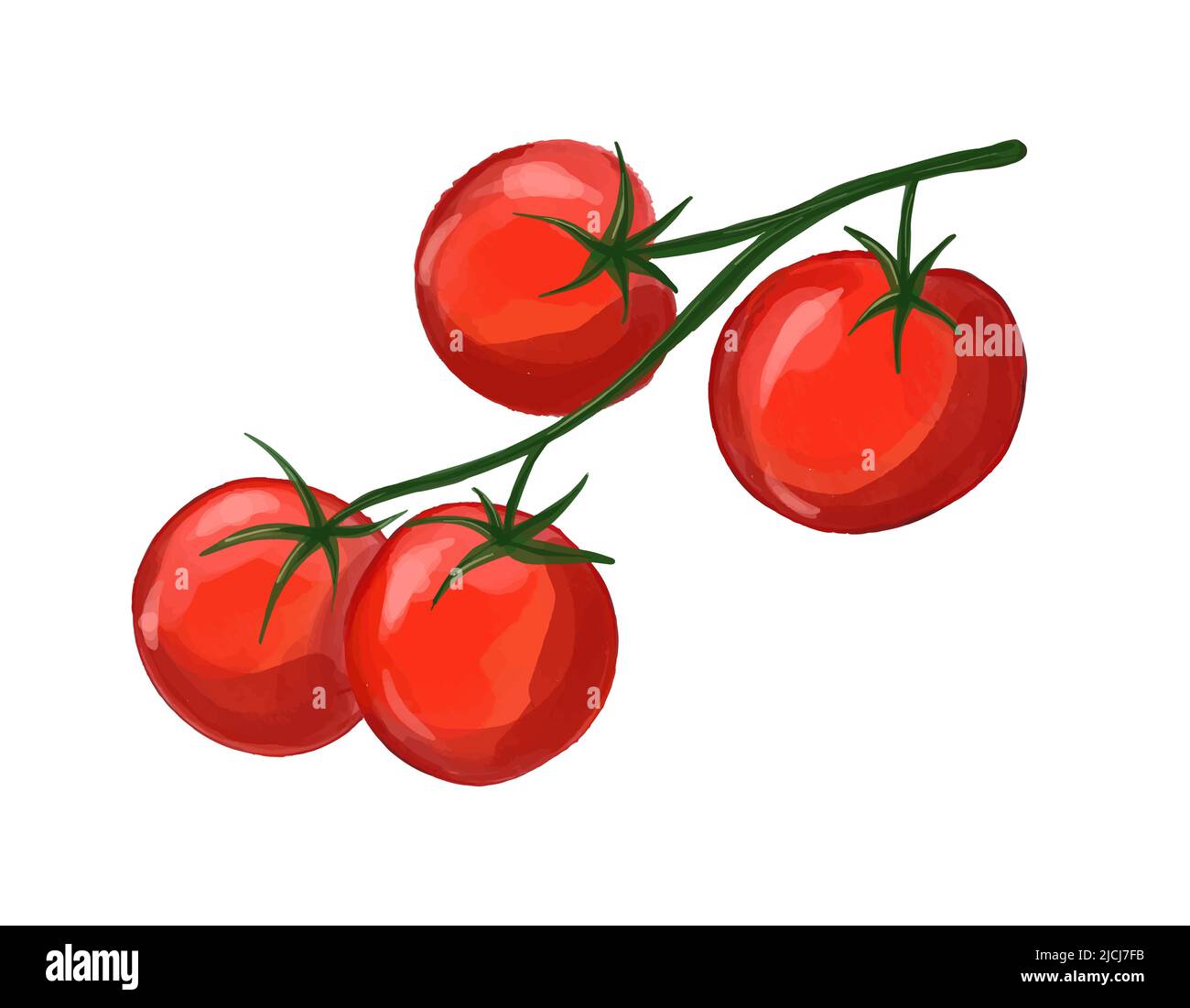 Cherry Tomato Drawing