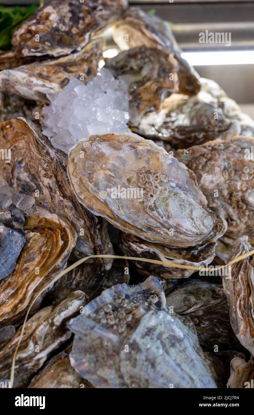 Fresh raw closed oysters seashells for sale on fish market ready to eat ...