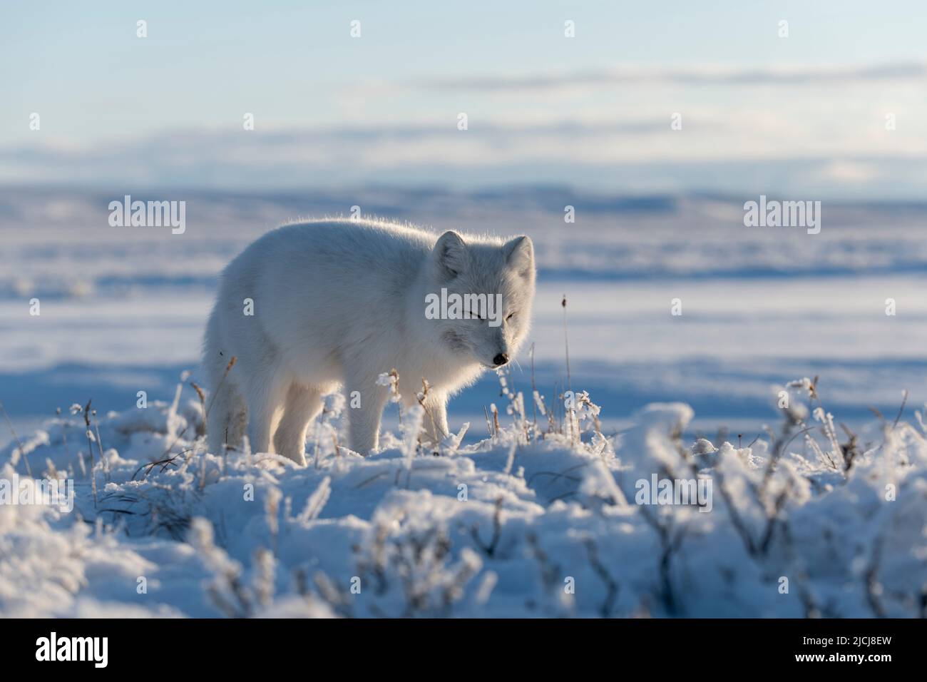 Wild arctic fox (Vulpes Lagopus) in tundra in winter time. White arctic ...
