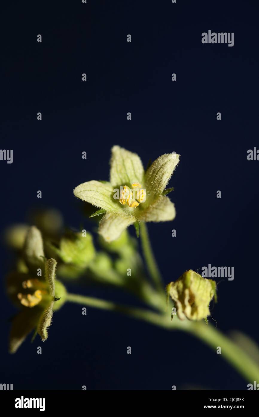 Yellow star flower blossoming close up botanical background Bryonia ...