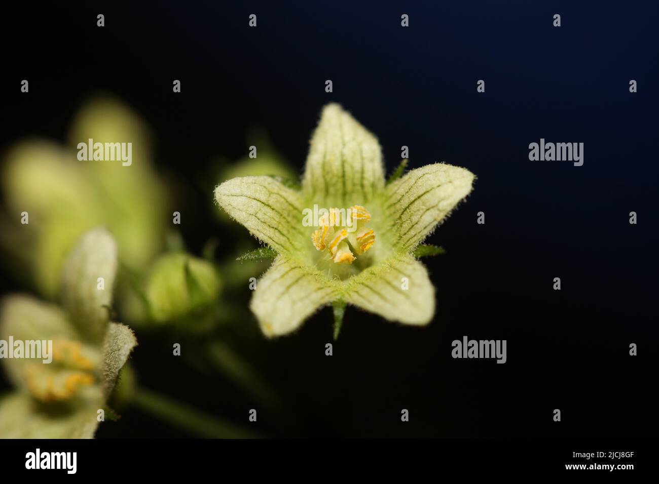 Yellow star flower blossoming close up botanical background Bryonia ...