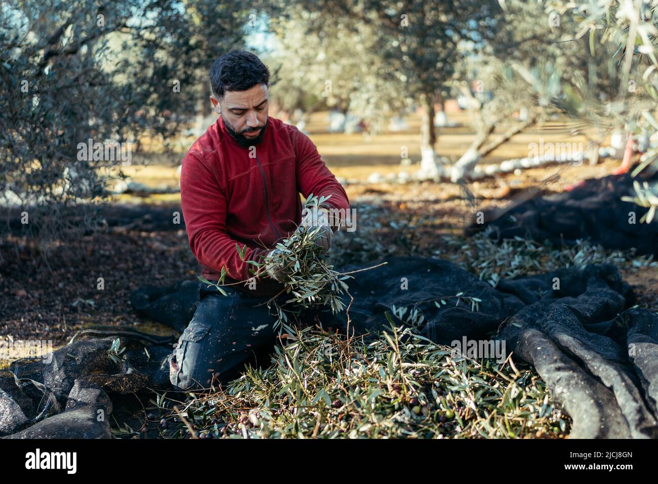 Olive harvesting hi-res stock photography and images - Alamy