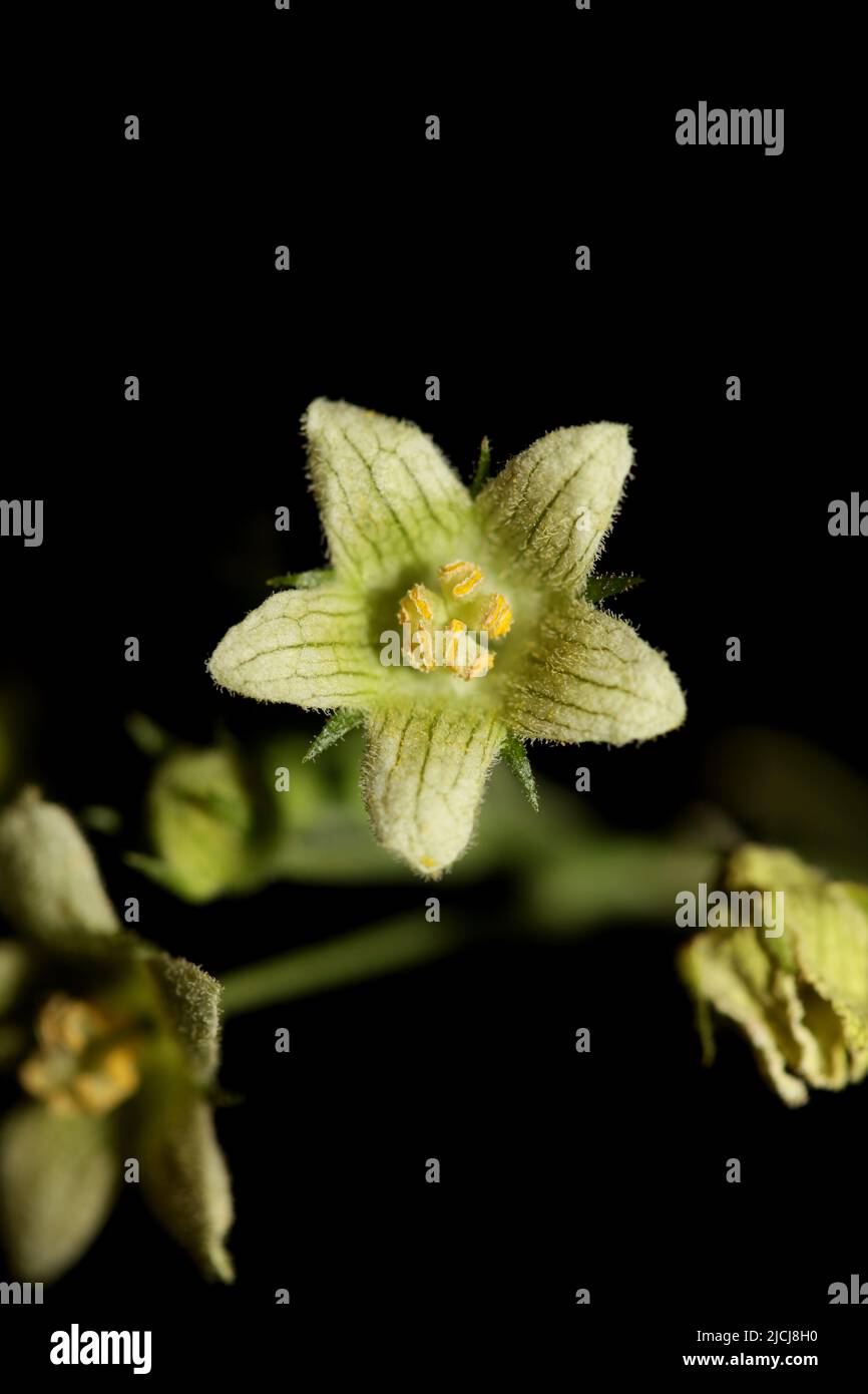 Yellow star flower blossoming close up botanical background Bryonia ...