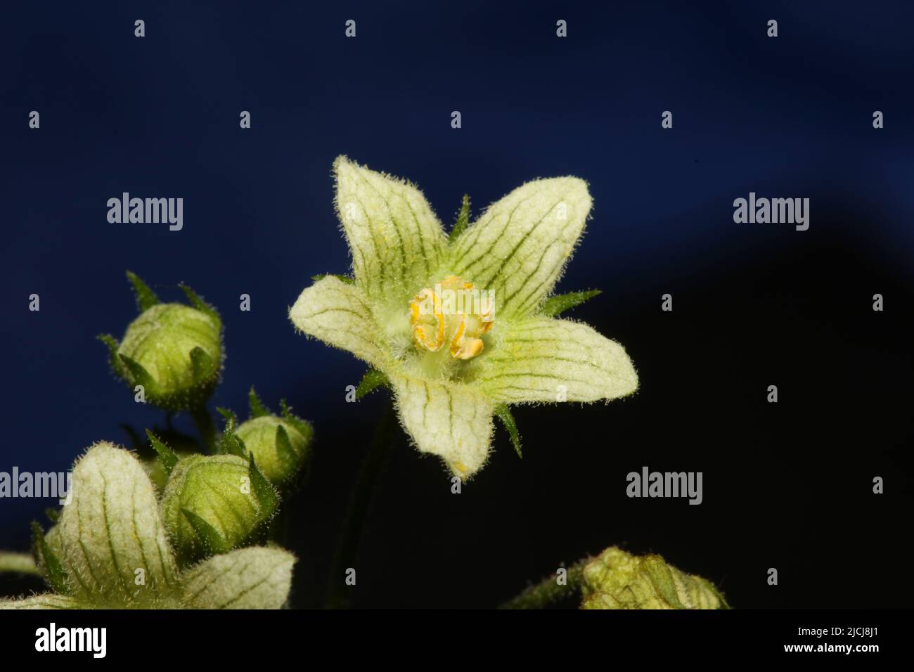 Yellow star flower blossoming close up botanical background Bryonia ...