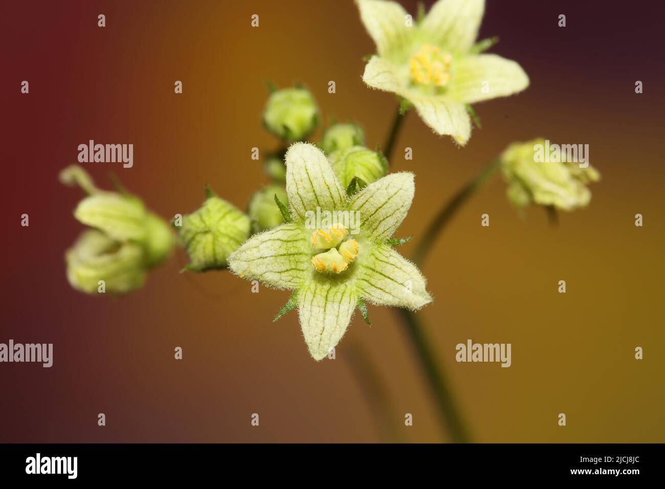 Yellow star flower blossoming close up botanical background Bryonia ...