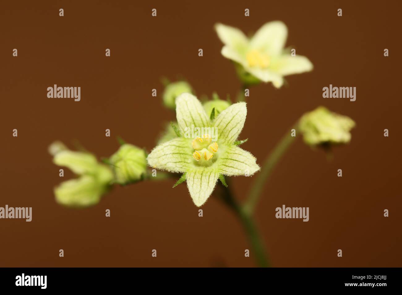 Yellow star flower blossoming close up botanical background Bryonia ...