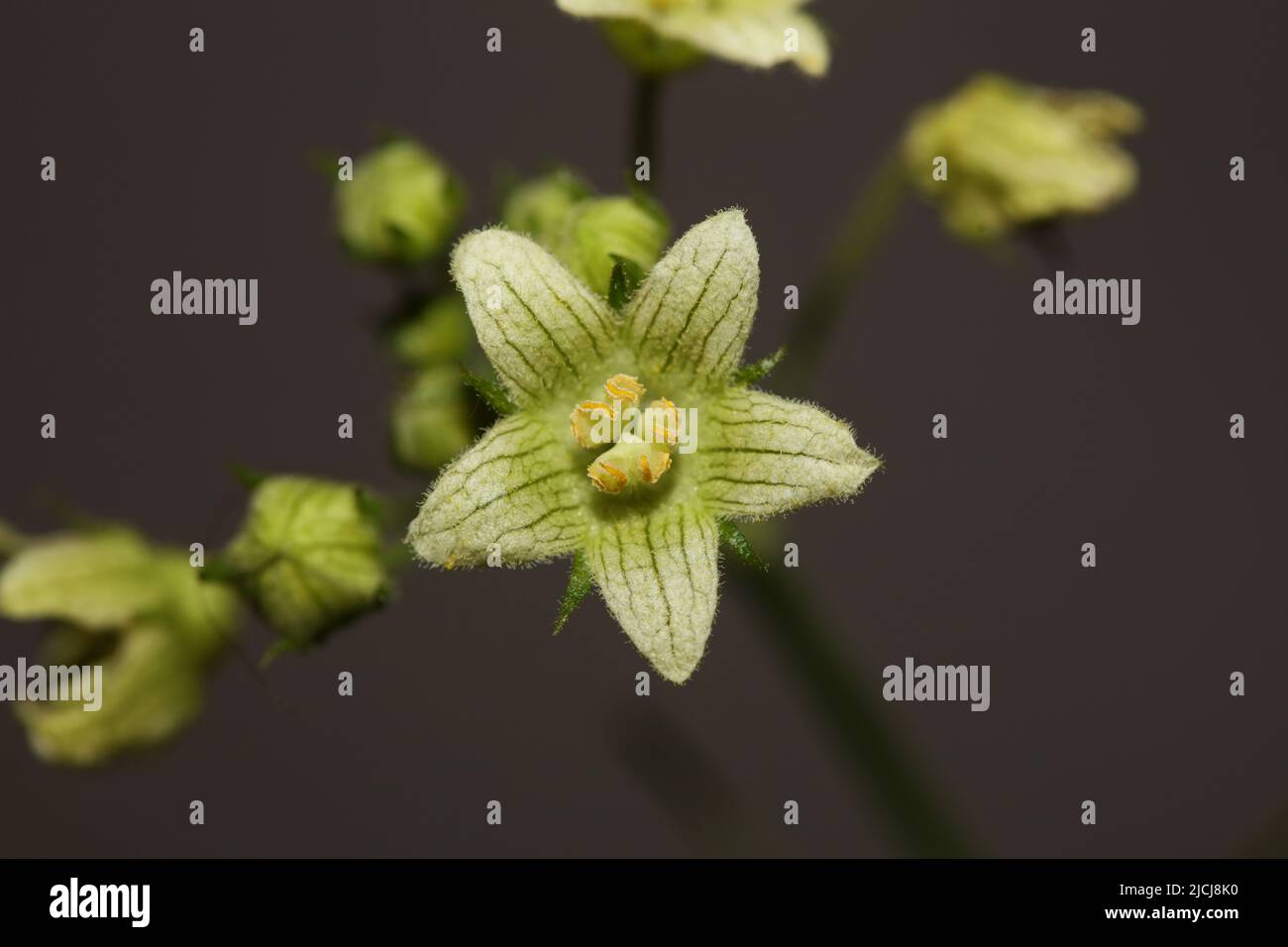 Yellow star flower blossoming close up botanical background Bryonia ...