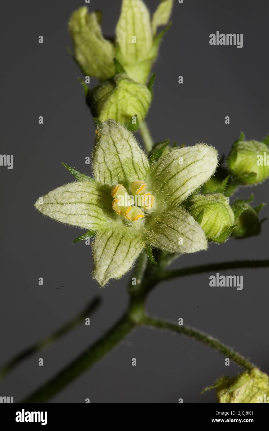 Yellow star flower blossoming close up botanical background Bryonia ...