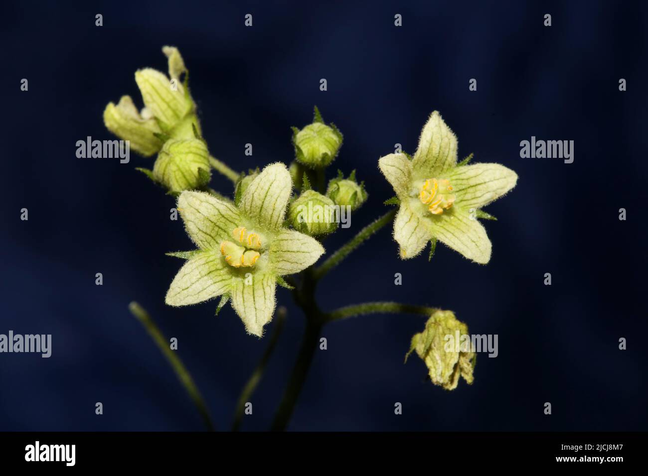 Yellow star flower blossoming close up botanical background Bryonia ...