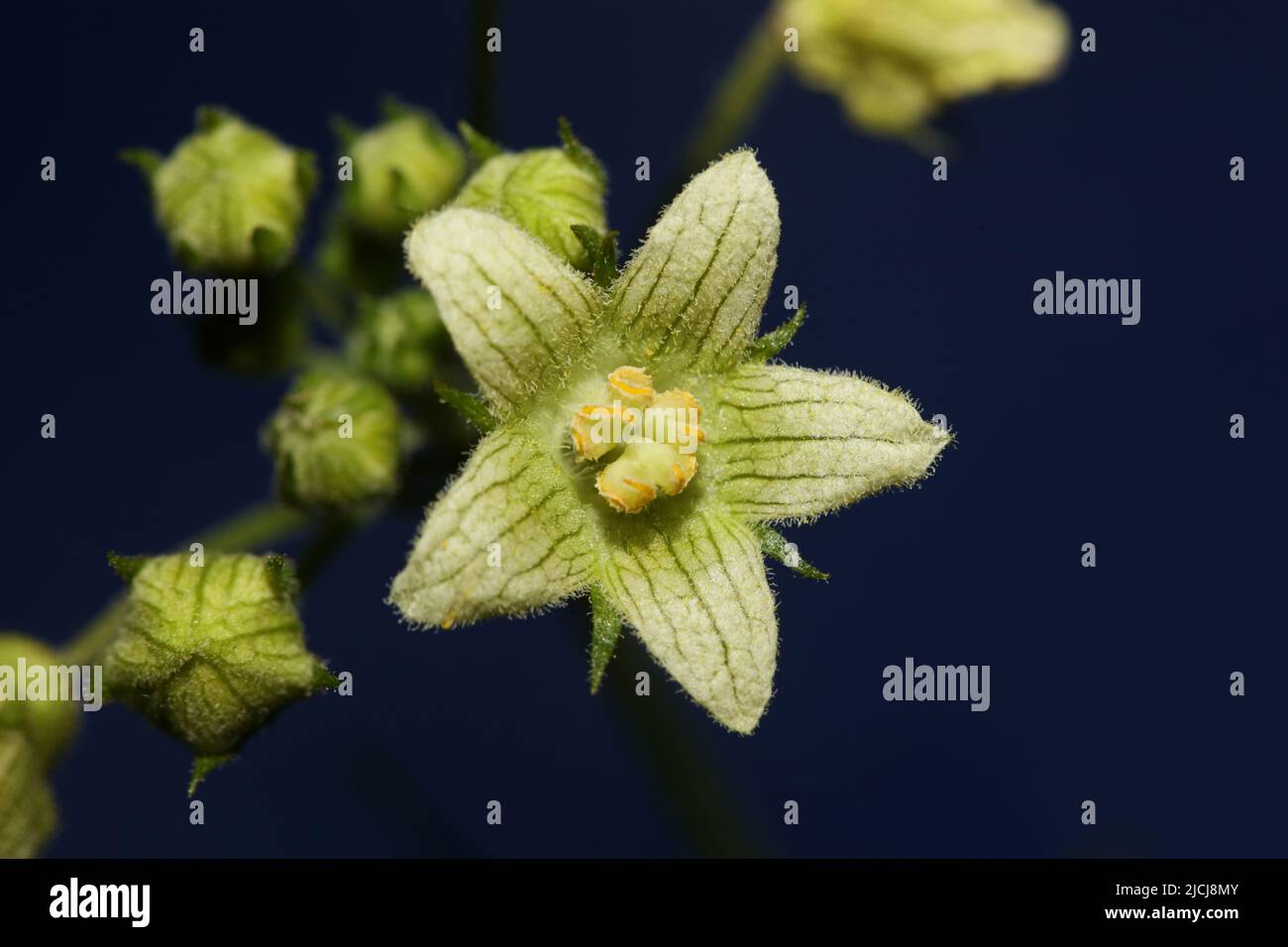Yellow star flower blossoming close up botanical background Bryonia ...