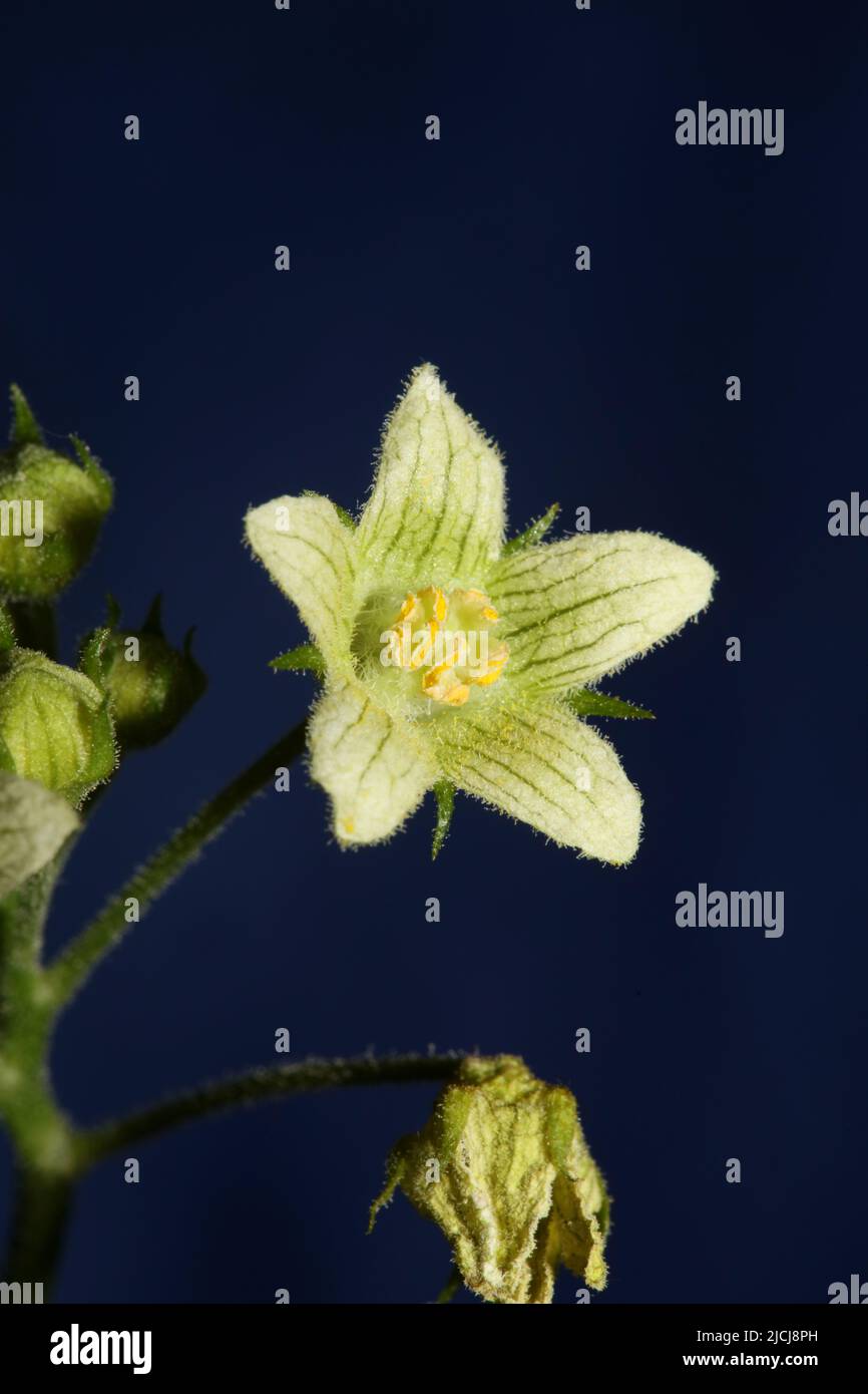 Yellow star flower blossoming close up botanical background Bryonia ...