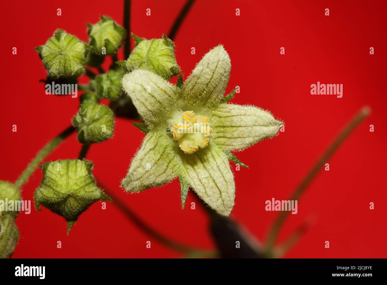 Yellow star flower blossoming close up botanical background Bryonia ...