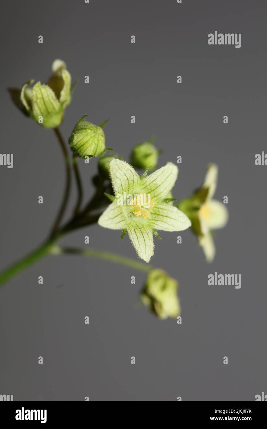 Yellow star flower blossoming close up botanical background Bryonia ...