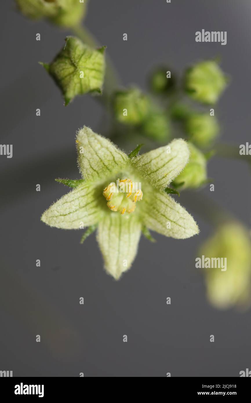 Yellow star flower blossoming close up botanical background Bryonia ...