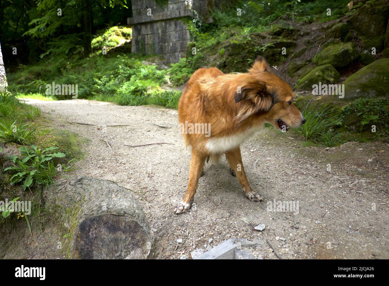 Are Foxes Canines Or Vulpines