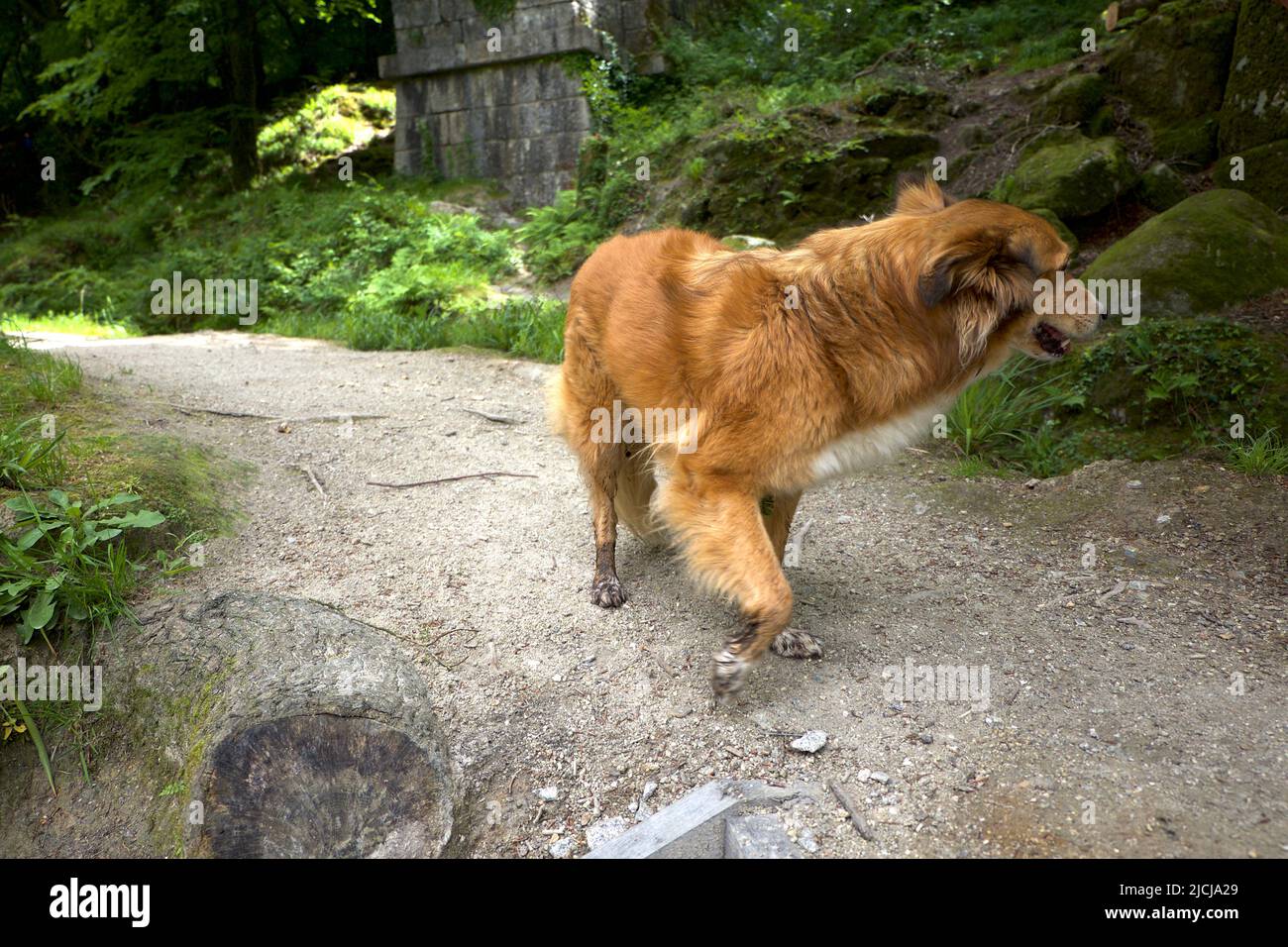 Dog Fox Hybrid Mammalian Hybrids Vulpine Stock Photo - Alamy